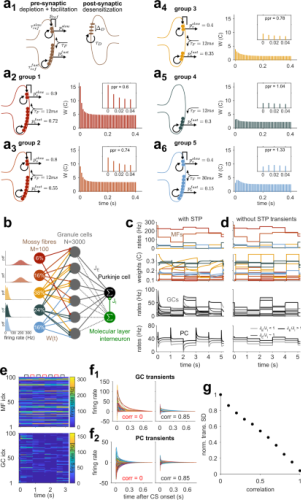 Synaptic basis of a sub-second representation of time in a neural circuit model | Flipboard