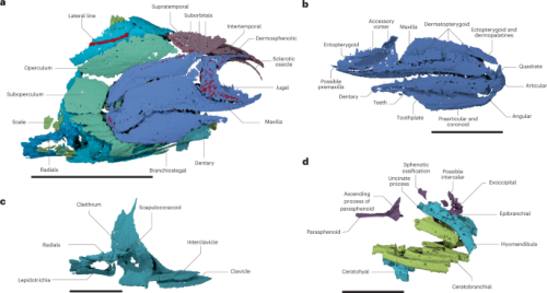 A Late Devonian actinopterygian suggests high lineage survivorship ...