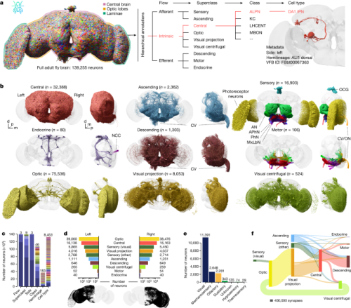 Whole-brain annotation and multi-connectome cell typing of Drosophila ...