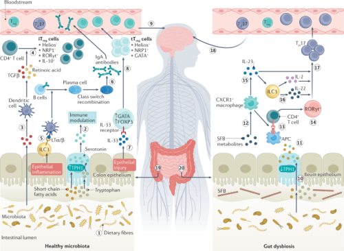 The role of the gut microbiota in multiple sclerosis | Flipboard