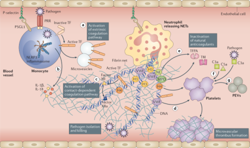 Endothelial Dysfunction And Immunothrombosis As Key Pathogenic