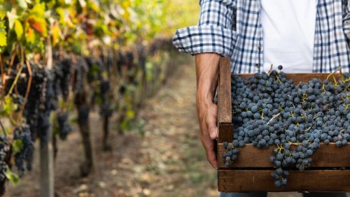 The Beginner s Guide To Biodynamic Wine Flipboard the-beginner-s-guide-to-biodynamic-wine-flipboard