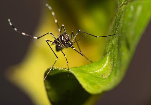 Genetically Engineered Male Insects Shorten Their Mates Lifespans
