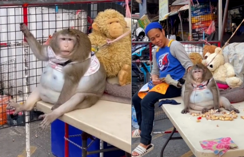 Godzilla the obese monkey looks unrecognisable as he poses in swimming ...