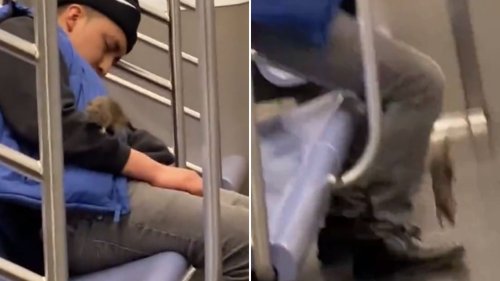 Watch Skin Crawling Moment A Rat Crawls Up Sleeping Commuters Leg On