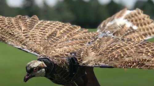 Scientists are turning dead birds into creepy drones that could spy on ...