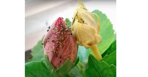 How To Make Neem Insecticide At Home For Your Organic Garden Flipboard how-to-make-neem-insecticide-at-home-for-your-organic-garden-flipboard