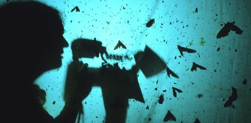 It’s miller moth season in Colorado – an entomologist explains why they ...