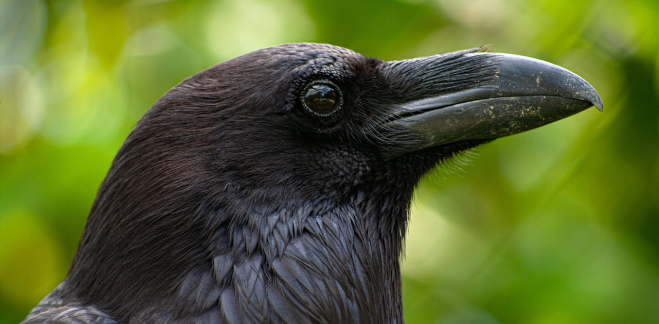 What’s it like being a raven or a crow? | Flipboard