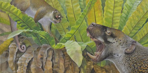 25-million-year-old fossils of a bizarre possum and strange wombat ... 25-million-year-old fossils of a bizarre possum and strange wombat ...