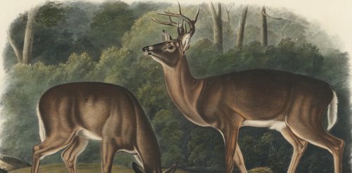 The rise and fall – and rise again – of white-tailed deer | Flipboard