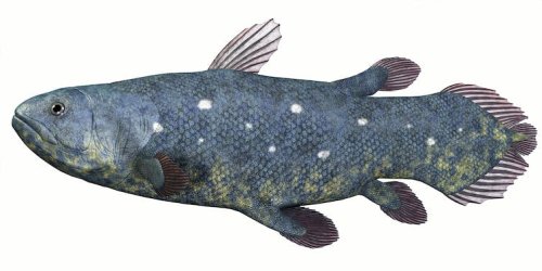 How Fish Evolved To Walk – And In One Case, Turned Into Humans | Flipboard How Fish Evolved To Walk – And In One Case, Turned Into Humans | Flipboard