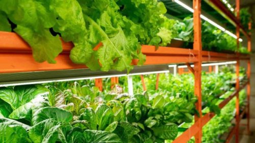 These indoor farms can grow crops with 90% less water — and they’re ...