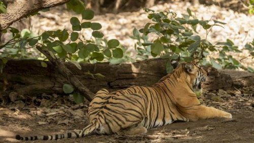 Video captures incredible moment Bengal tiger reveals her incredibly ...