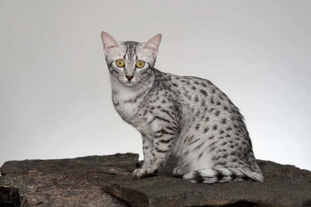 World's 16 Weirdest Cat Breeds - How Many do you Know? | Flipboard