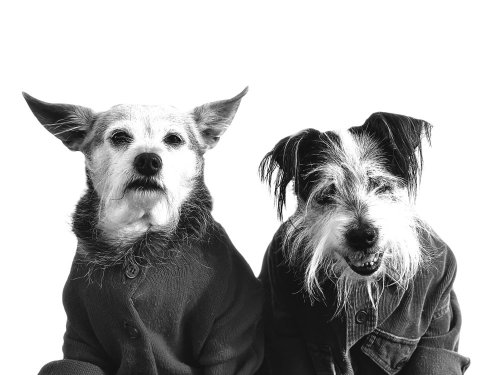 Adorable pets tug heartstrings in Apple’s ‘Shot on iPhone’ photography ...