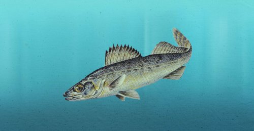 The Narwhal (@TheNarwhal) on Flipboard