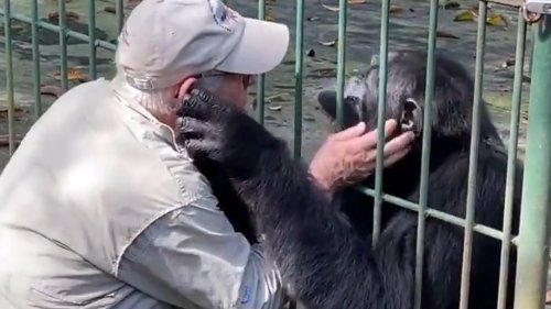 Hairless Chimpanzee Shares Emotional Moment With His