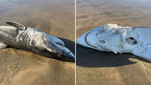 Horror moment savaged remains of great white shark slaughtered by ...