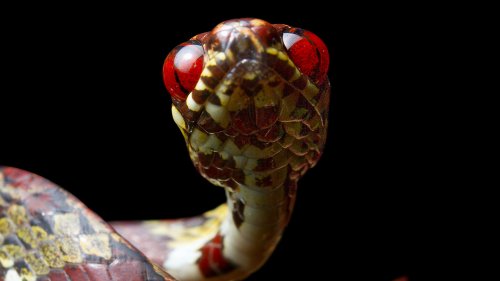 Scientists discover five new species of strange snakes deep in jungle ... Scientists discover five new species of strange snakes deep in jungle ...