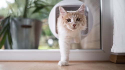 From A Scared Cat To Bathing A Bunny Your Pet Queries Answered Flipboard from-a-scared-cat-to-bathing-a-bunny-your-pet-queries-answered-flipboard
