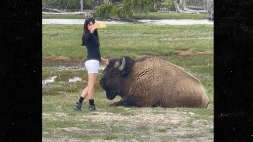 Woman Takes a Way Too Close Selfie with Bison in Yellowstone | Flipboard