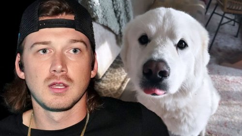 Morgan Wallen's son rushed to ER after rescue dog BIT his face in ...