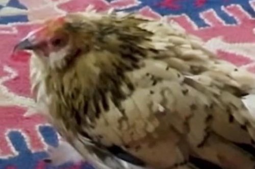 Michigan chicken dubbed world's oldest by Guinness World Records - UPI ...