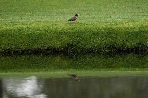 The Masters Tournament bird sounds controversy, explained | Flipboard