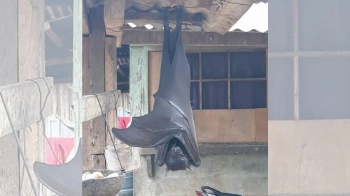 Is This ‘Human-Sized’ Bat in the Philippines for Real? | Flipboard
