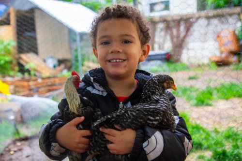 Meet Philly’s backyard chicken owners pushing to change the law | Flipboard