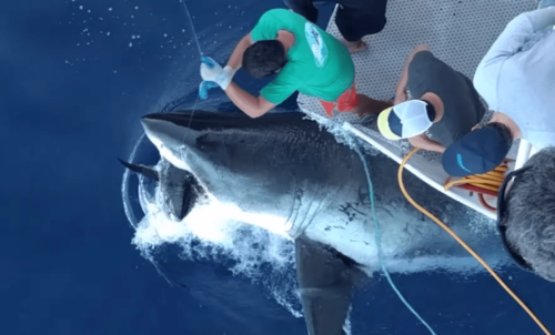 Watch A Massive Great White Shark Breach The Water & Steal A Tuna Right Before Fishermen Get It ...