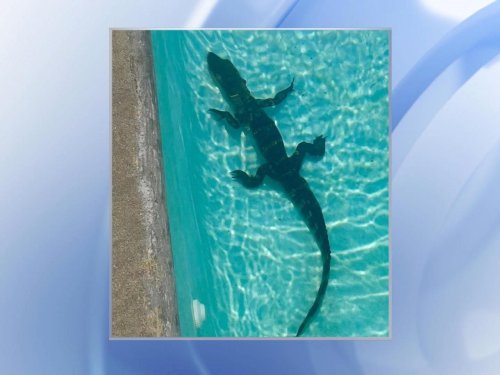 Gator removed Saturday from pool of Southport home | Flipboard
