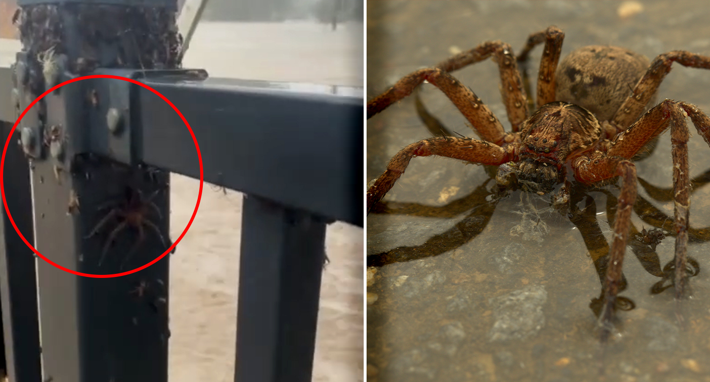 Spider 'plague' reaches terrifying heights during floods - Flipboard