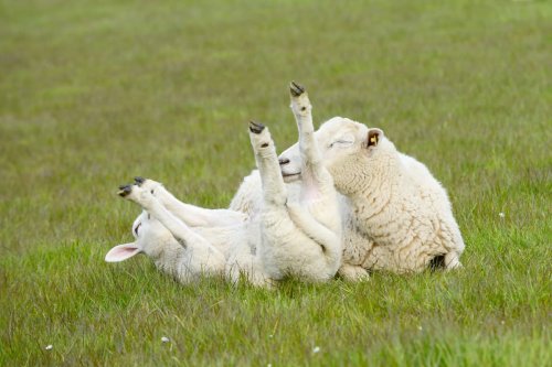 What to do if you a see a sheep on its back - why you need to act ...